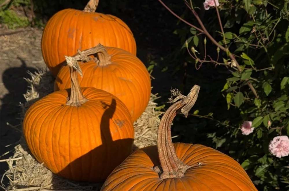 Halloween Can Invite Real Scares: Pest Risks You Didn’t Expect | Womack ...