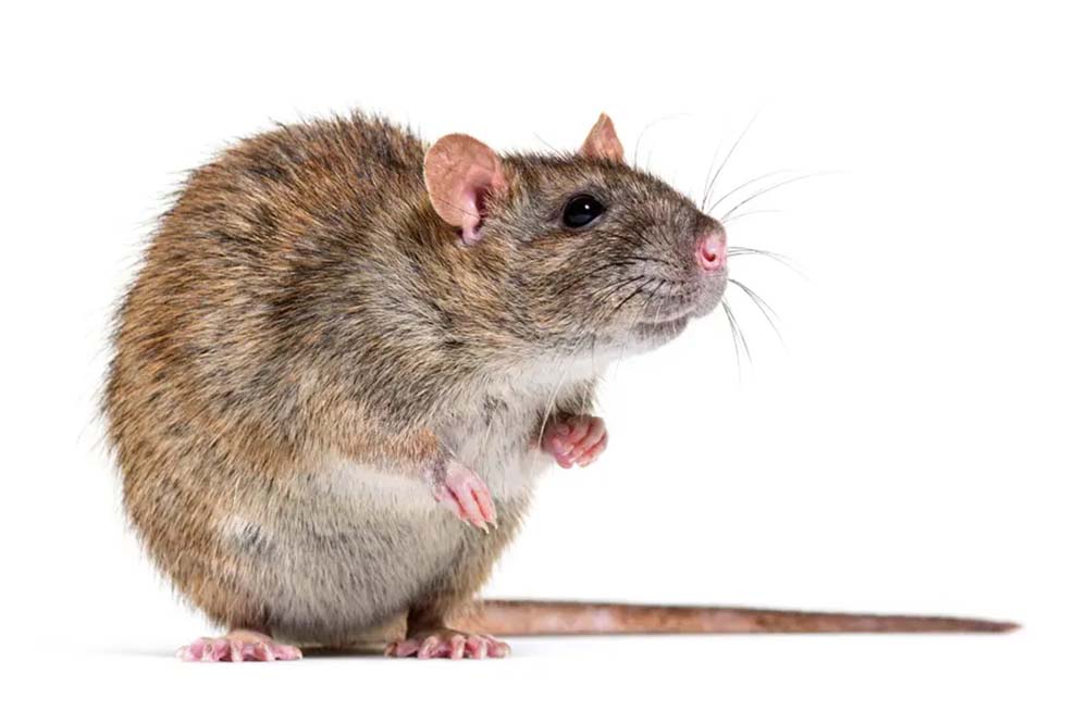 Rodents in the Cold: Why Mice and Rats Love Maryland Homes in Winter ...